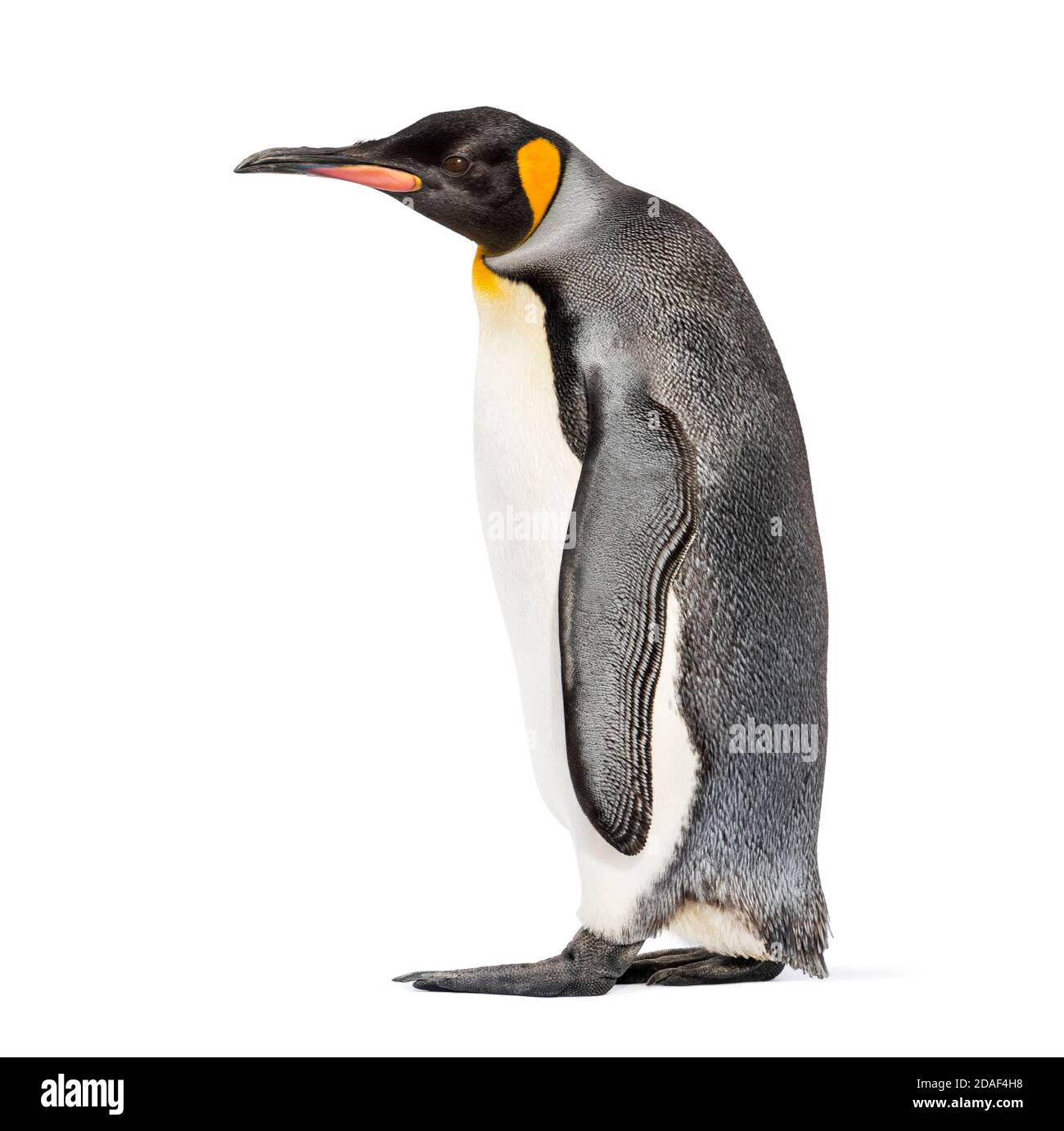 Side view of a King penguin walking, isolated on white Stock Photo - Alamy