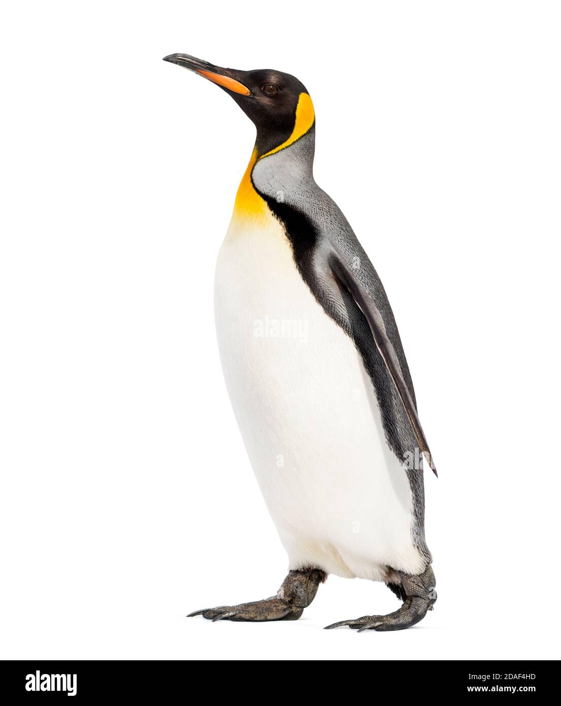 Side view of a King penguin walking, isolated on white Stock Photo - Alamy