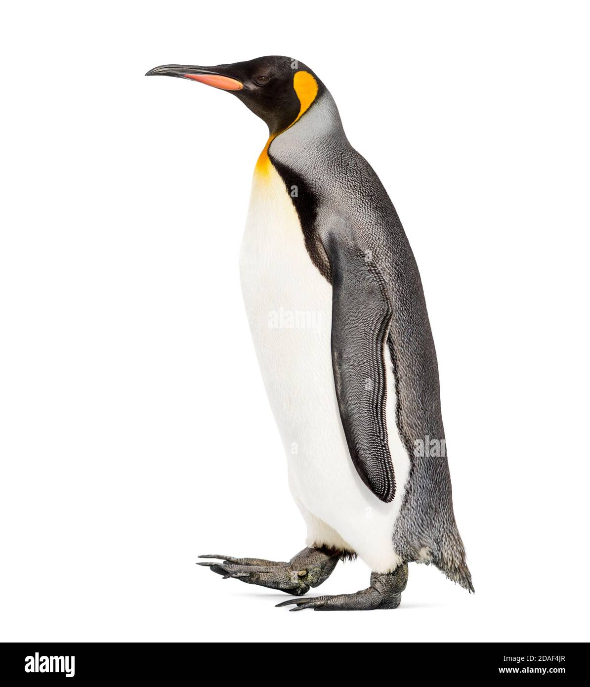 Side view of a King penguin walking, isolated on white Stock Photo - Alamy