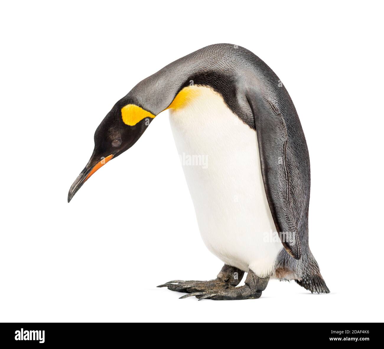 Standing King penguin looking down, isolated Stock Photo - Alamy