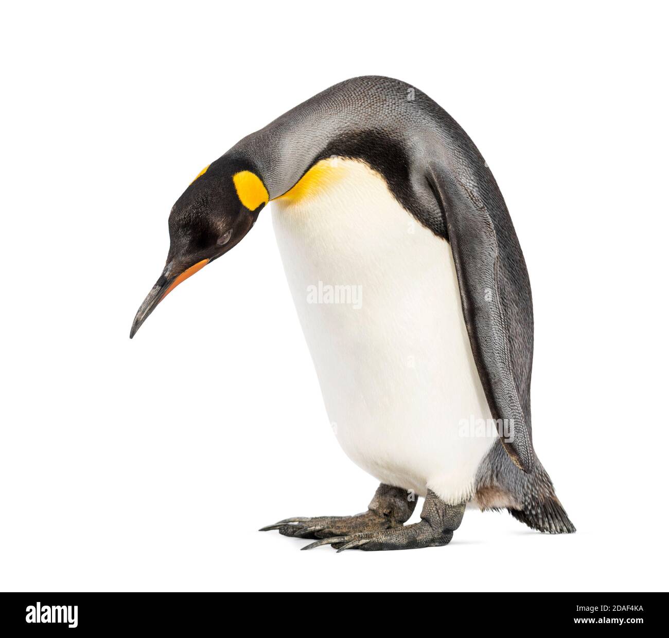 Standing King penguin looking down, isolated Stock Photo - Alamy