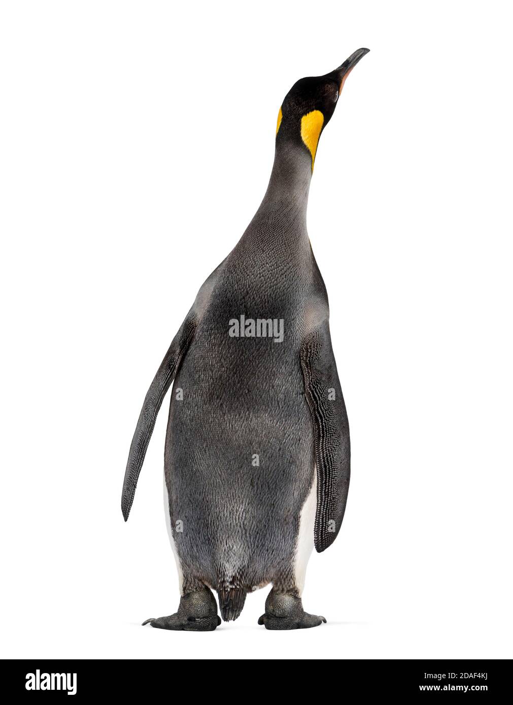 Back view on a King penguin, looking up Stock Photo - Alamy