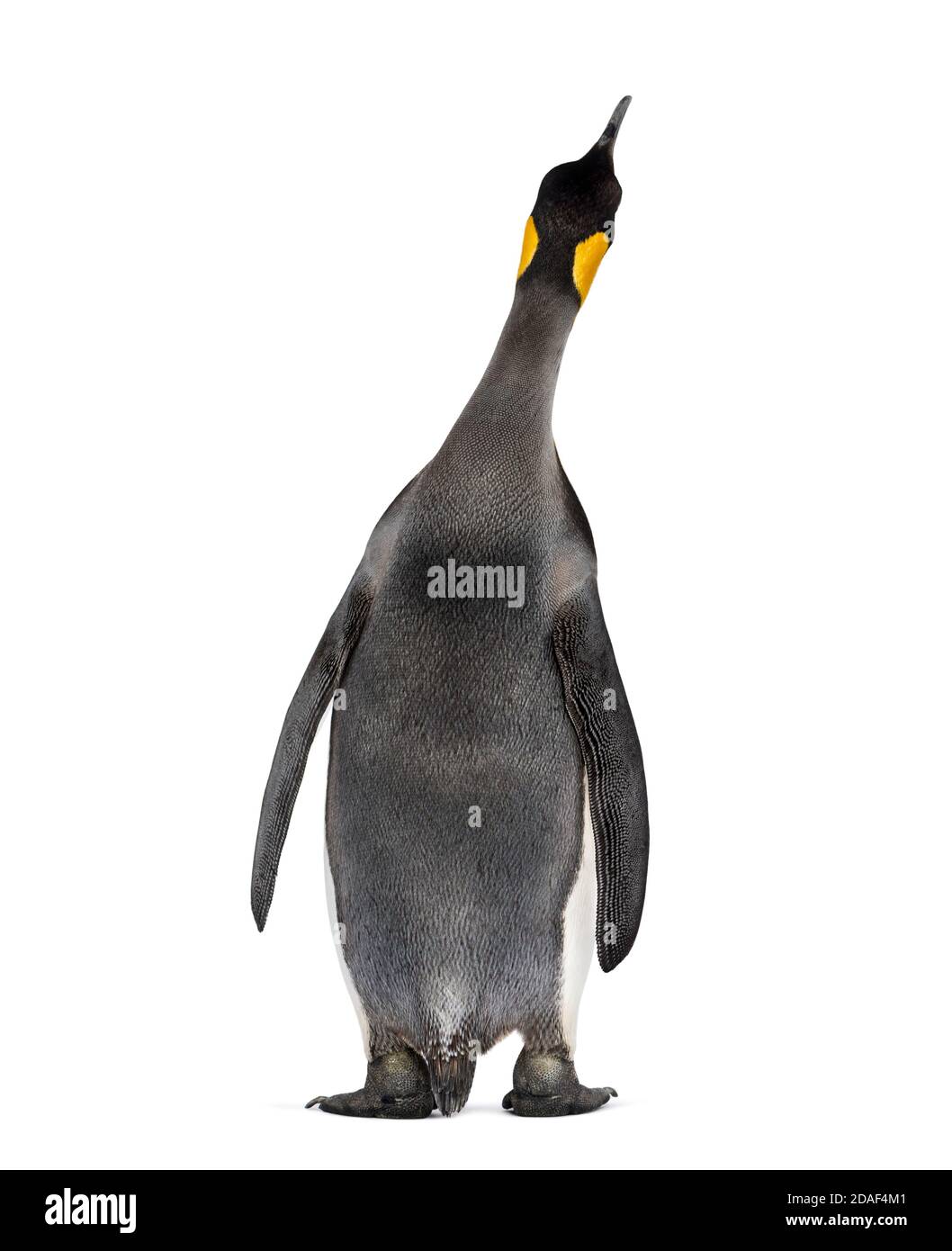 Back view on a King penguin, looking up Stock Photo - Alamy
