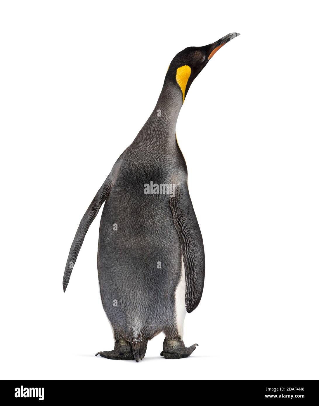 Back view on a King penguin, looking up Stock Photo - Alamy