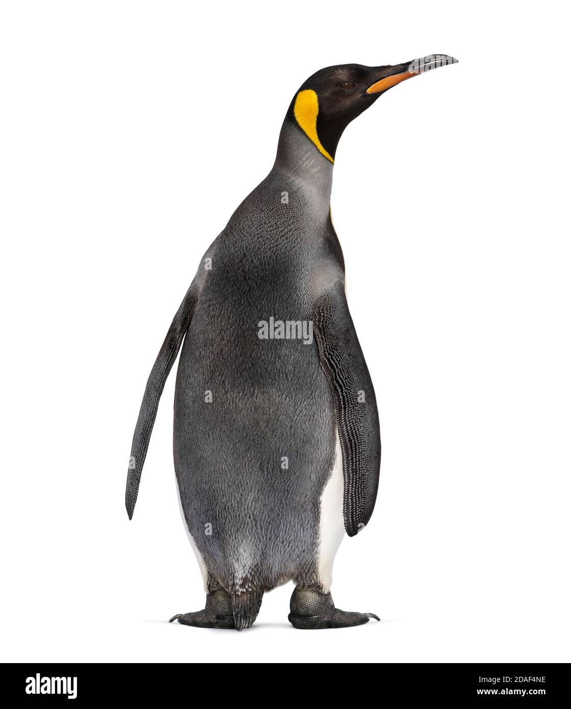 Back view on a King penguin, looking up Stock Photo - Alamy