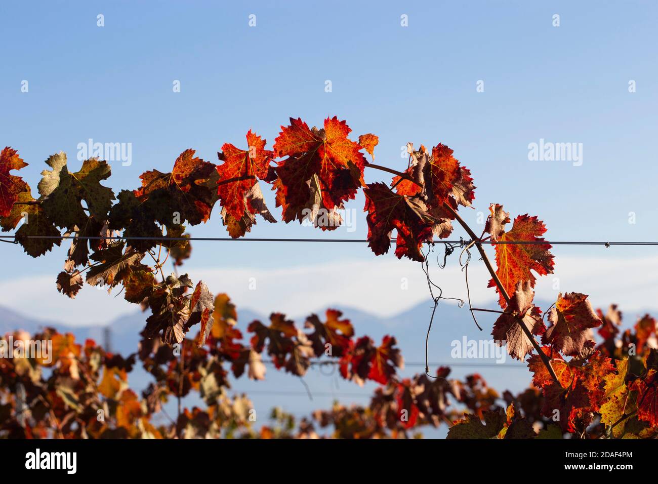 Vineyard texture hi-res stock photography and images - Alamy