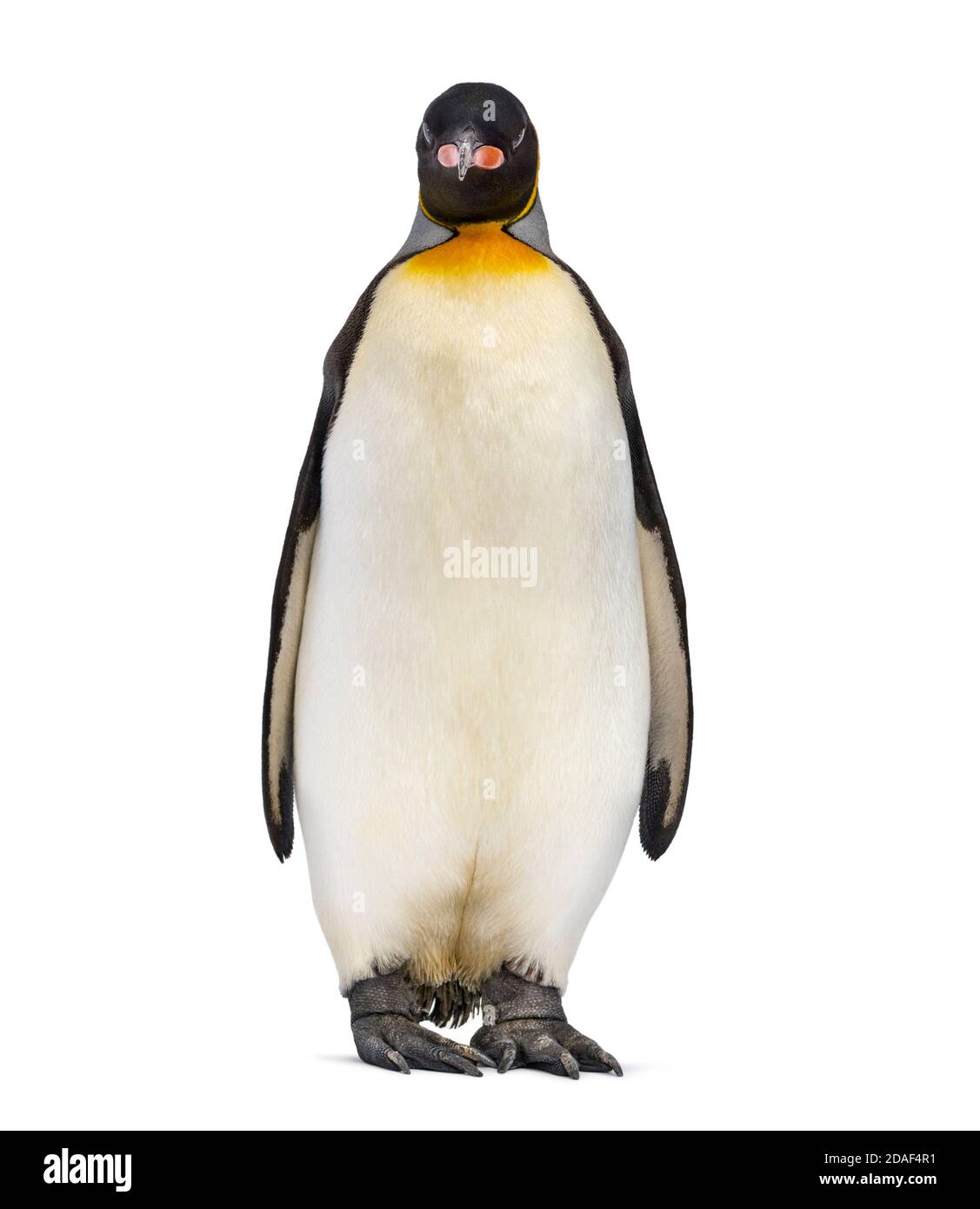 King penguin standing and staring at the camera in front of a white ...