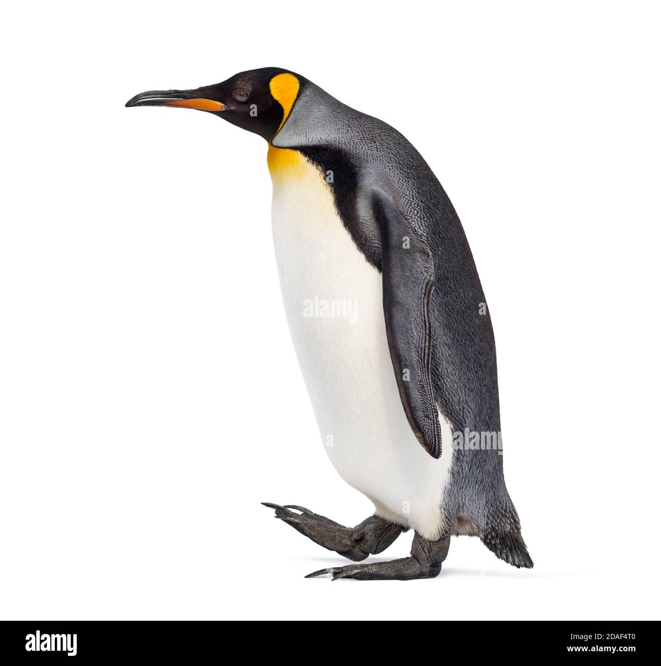 Side view of a King penguin walking, isolated on white Stock Photo - Alamy