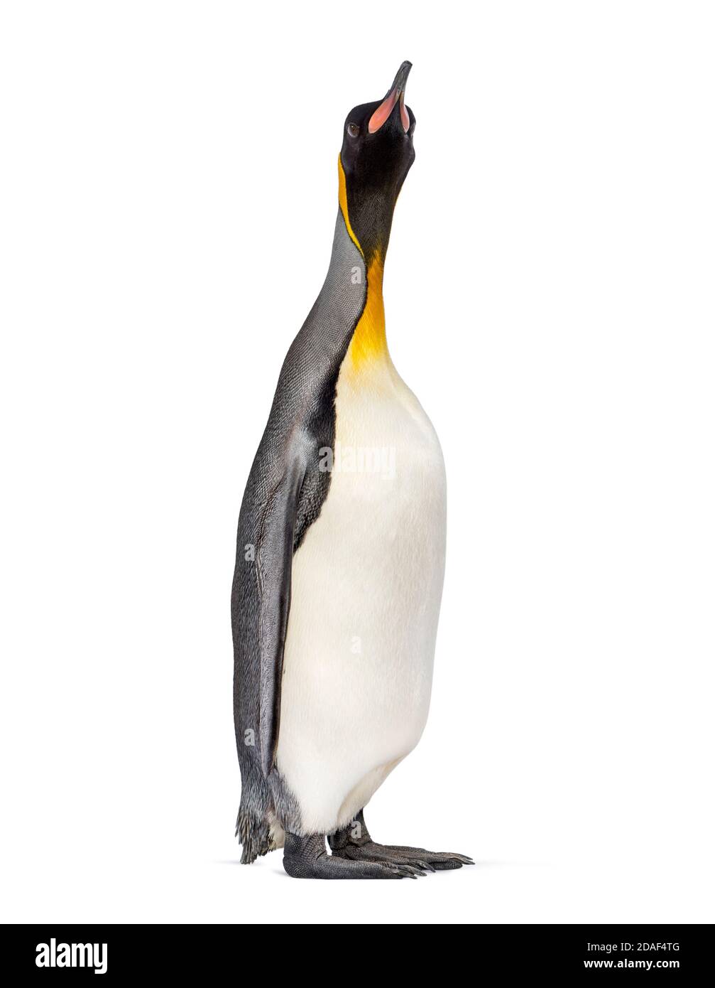 King penguin looking up, isolated on white Stock Photo - Alamy