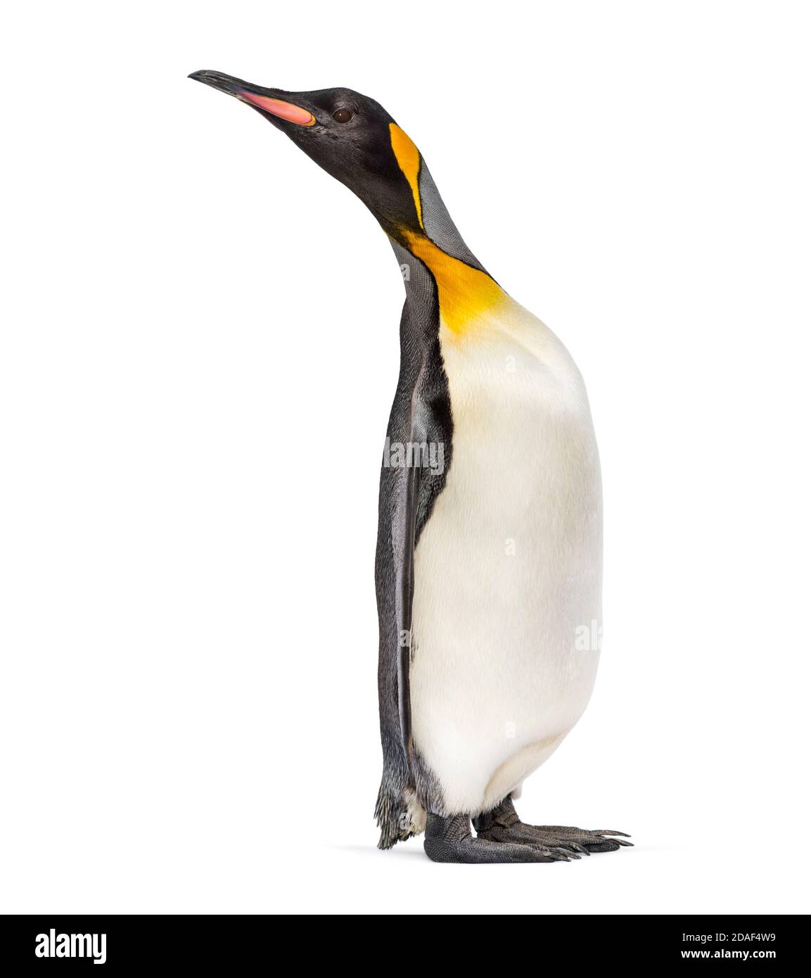 King penguin looking up, isolated on white Stock Photo - Alamy