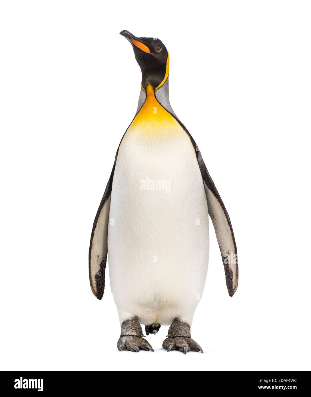 King penguin standing in front of a awhite background Stock Photo - Alamy