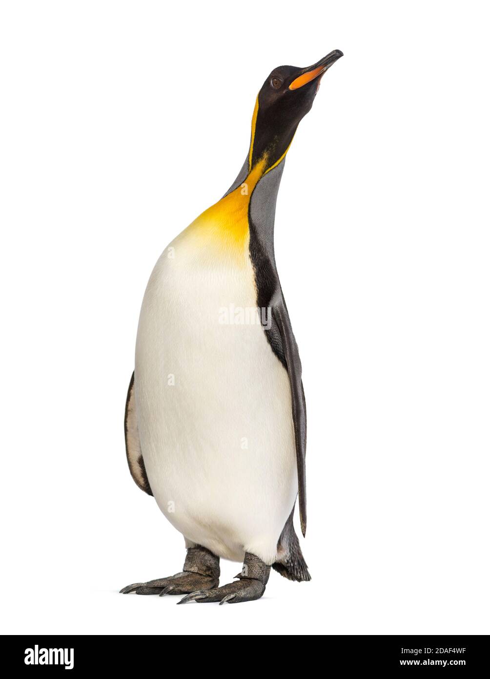 King penguin looking up, isolated on white Stock Photo - Alamy