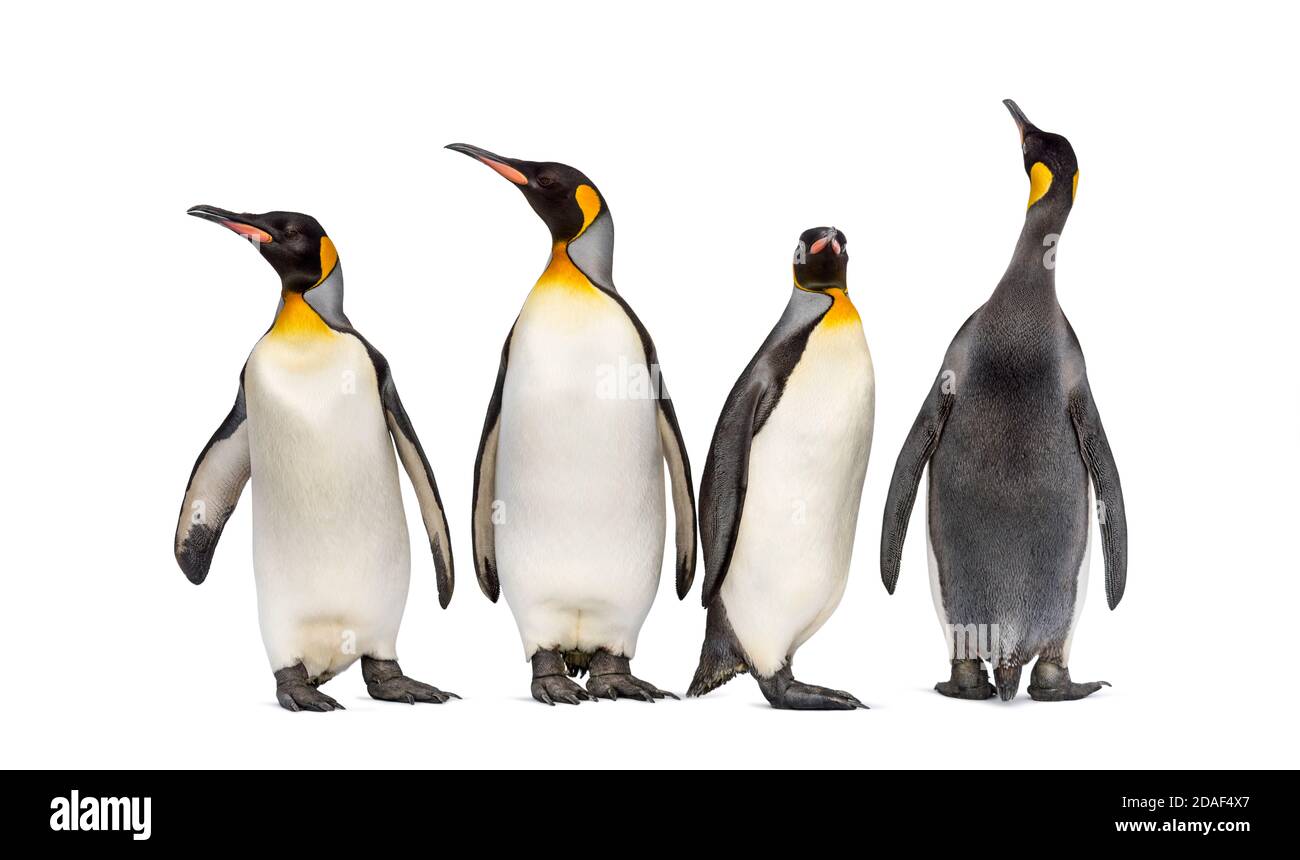 Colony of king penguins together, isolated on white Stock Photo - Alamy