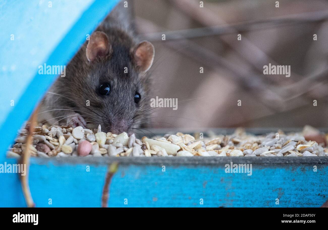 Maulbronn, Germany. 12th Nov, 2020. A rat takes food from a birdhouse ...