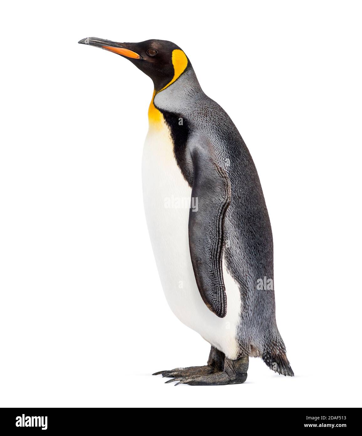 Side view of a King penguin, isolated on white Stock Photo - Alamy