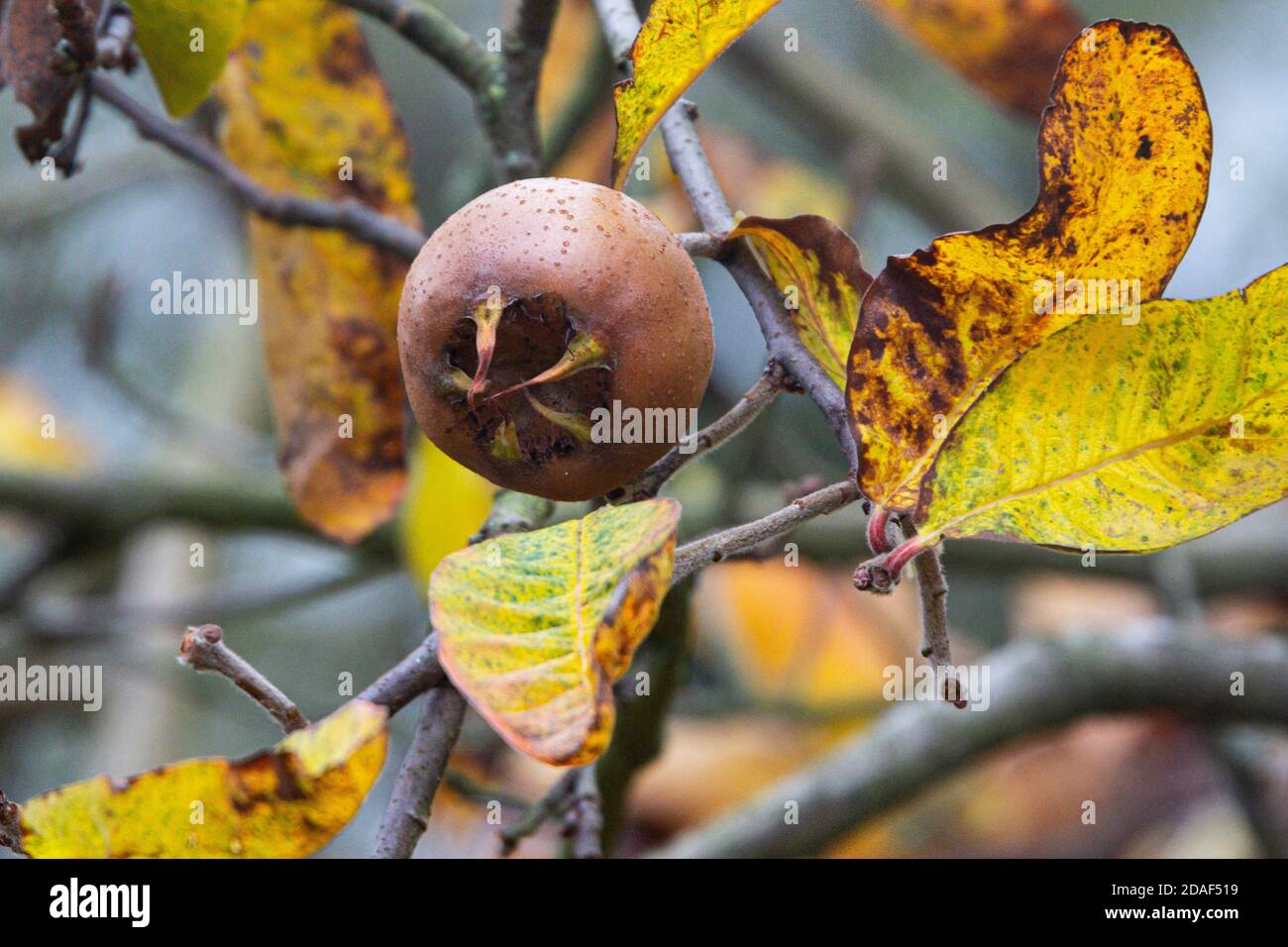 The fruit of a medlar 'Nottingham' (Mespilus germanica 'Nottingham') in ...