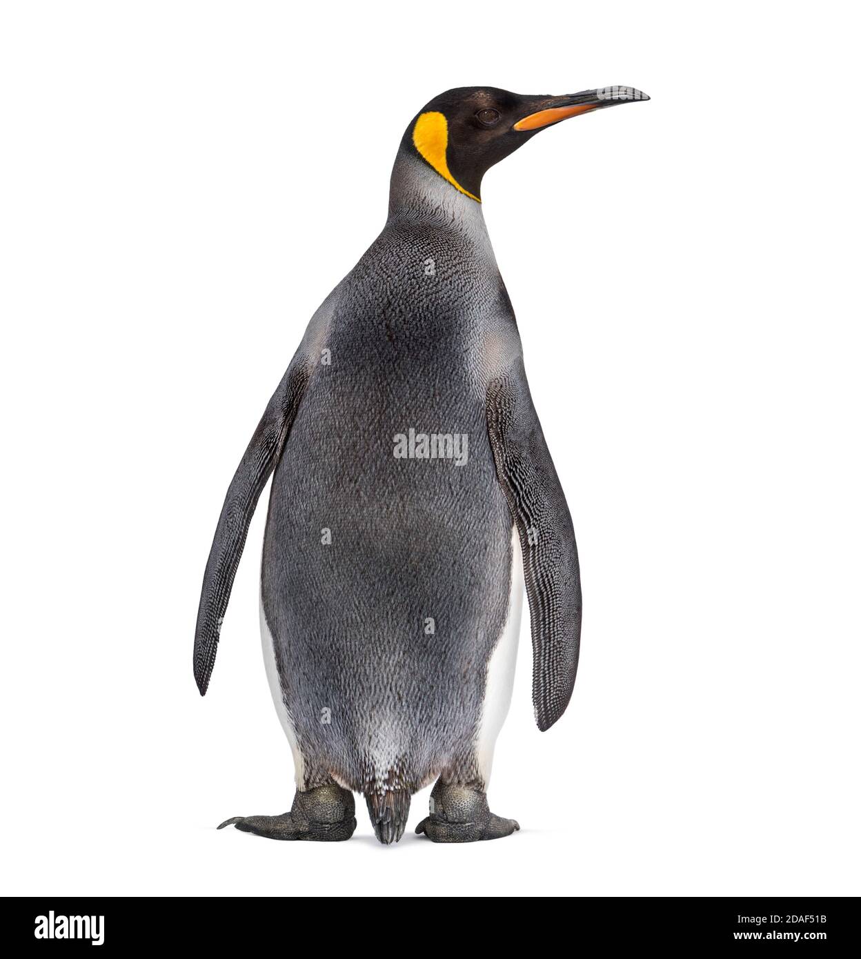 Back view of a King penguin looking away Stock Photo - Alamy