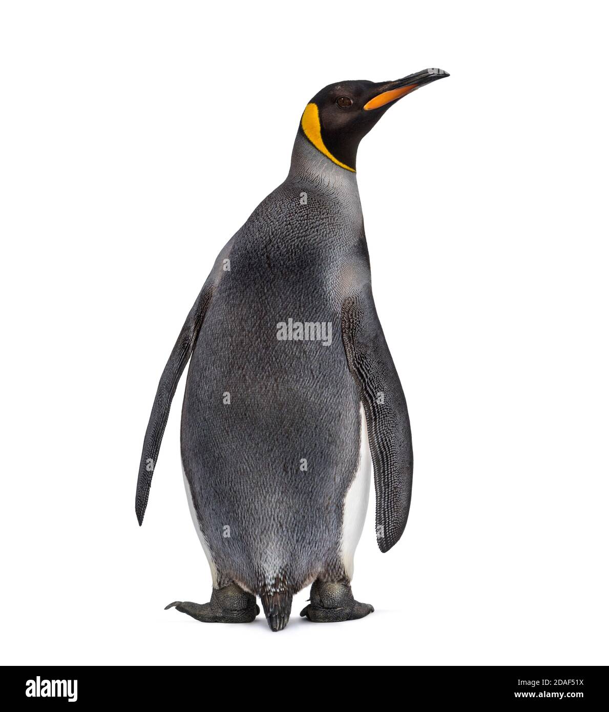 Rear view of penguin hi-res stock photography and images - Alamy