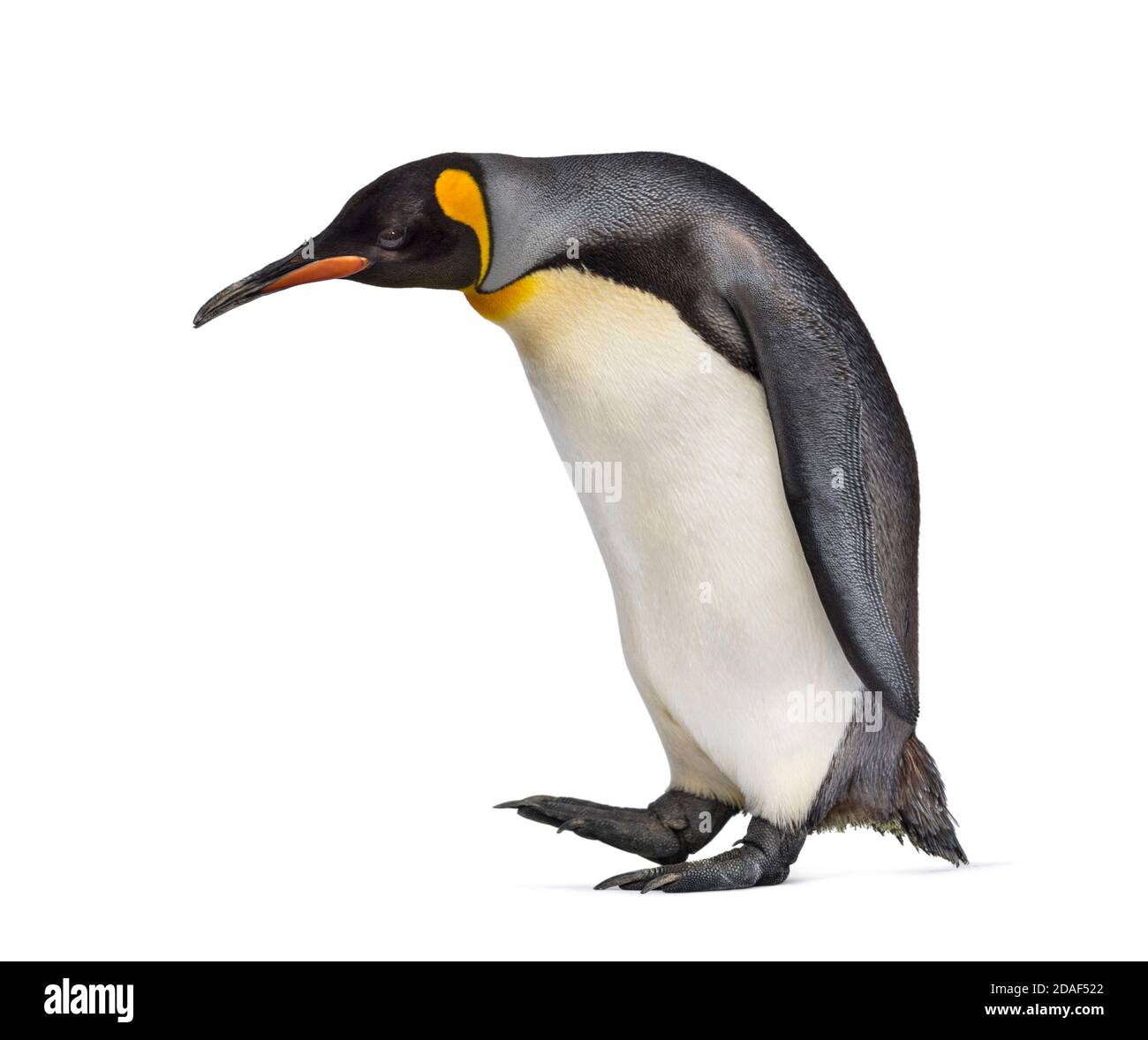 Side view of a King penguin walking, isolated on white Stock Photo - Alamy