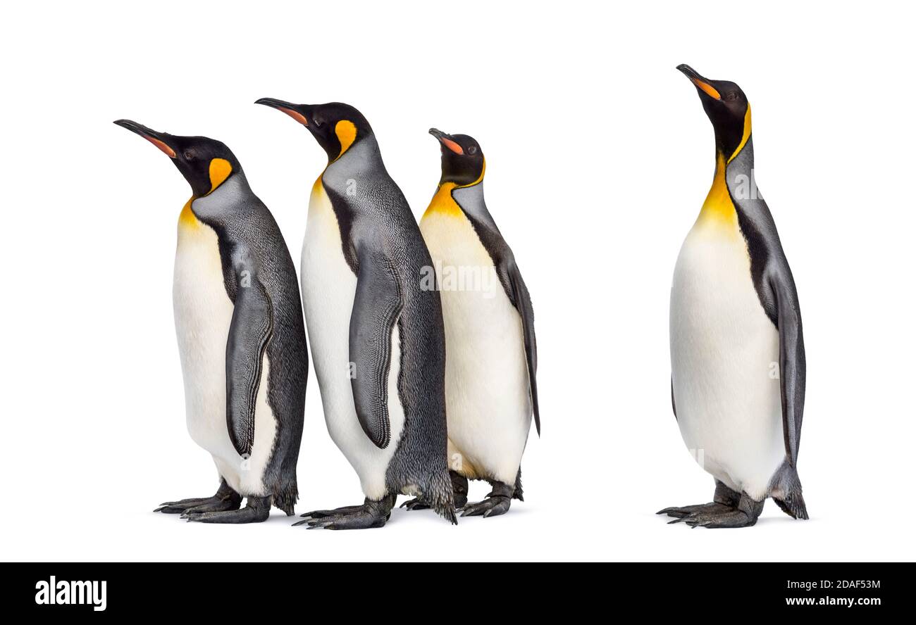 Colony of king penguins together, isolated on white Stock Photo - Alamy