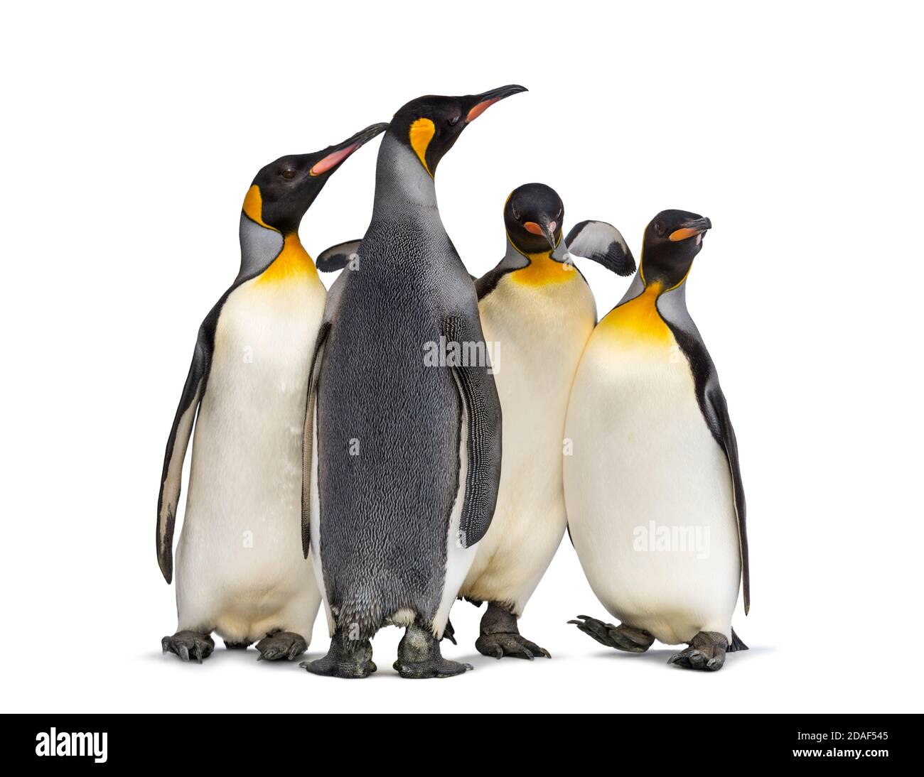 Colony of king penguins together, isolated on white Stock Photo - Alamy