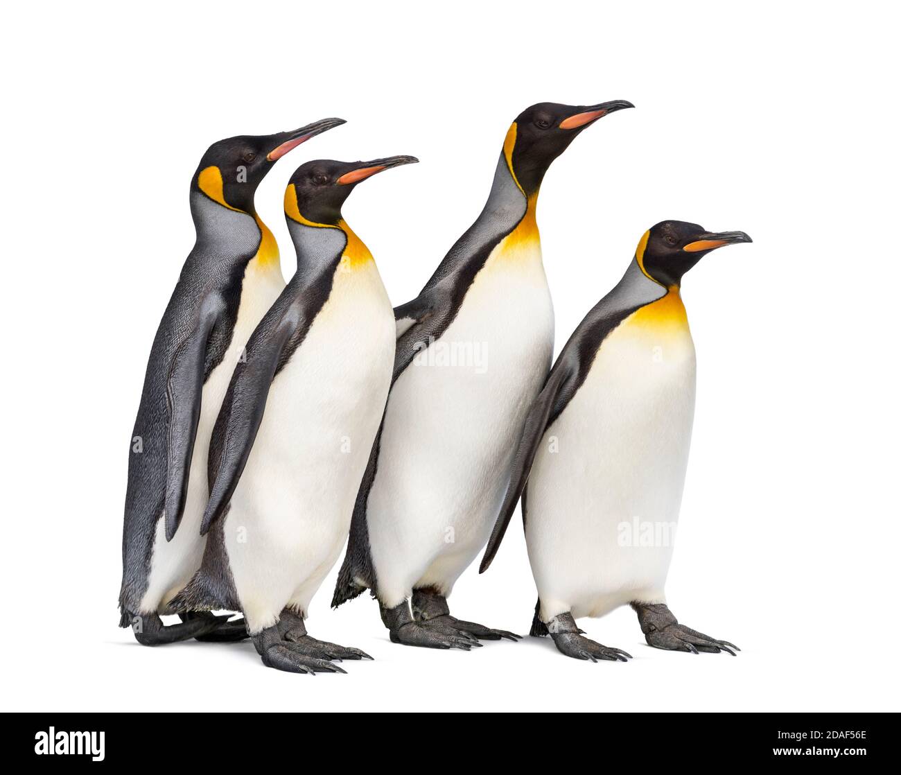 Colony of king penguins together, isolated on white Stock Photo - Alamy