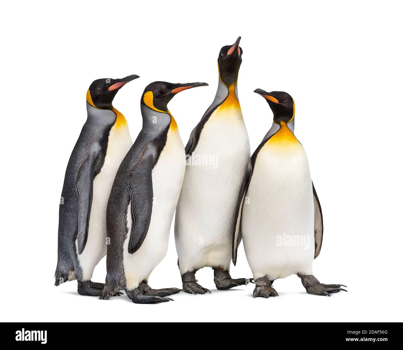 Colony of king penguins together, isolated on white Stock Photo - Alamy