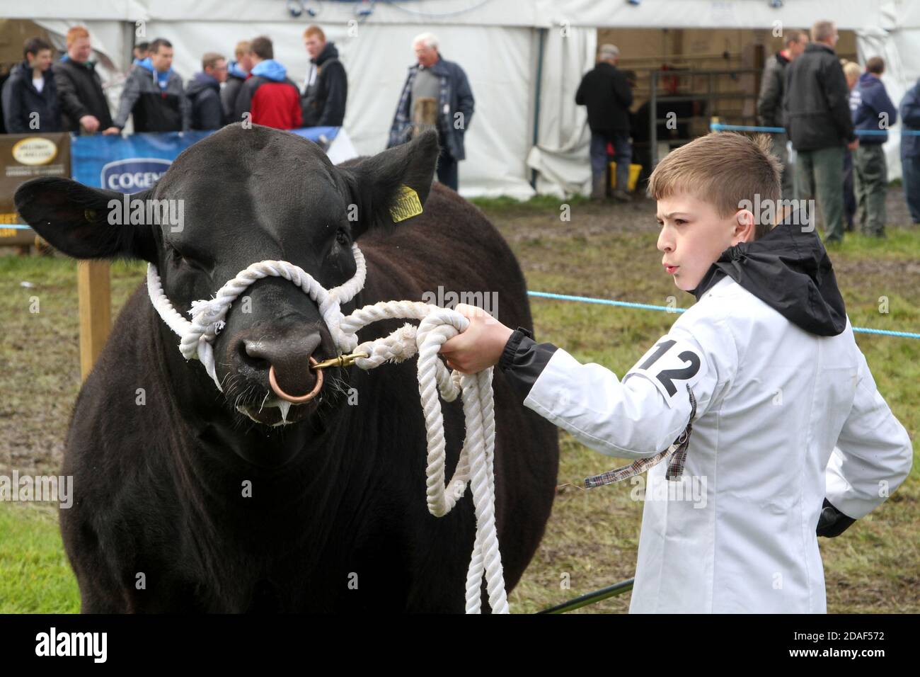 Ayr Agricultural Cattle Show, Ayrshire Scotland. Uk held at Ayr ...