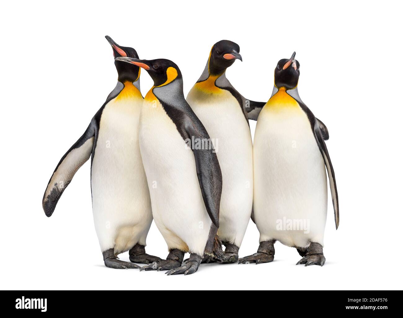 Colony of king penguins together, isolated on white Stock Photo - Alamy