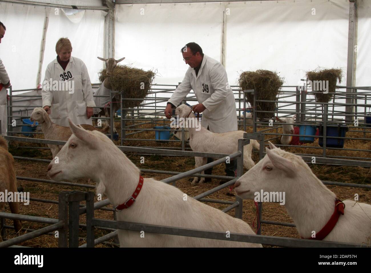 Ayr Agricultural Cattle Show, Ayrshire Scotland. Uk held at Ayr ...