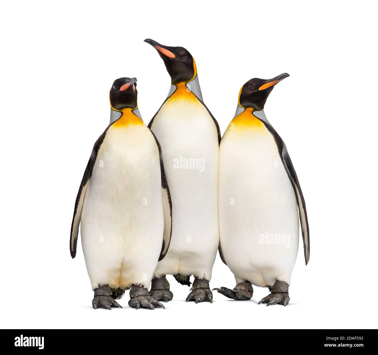 Group of King penguin standing together, isolated on white Stock Photo ...