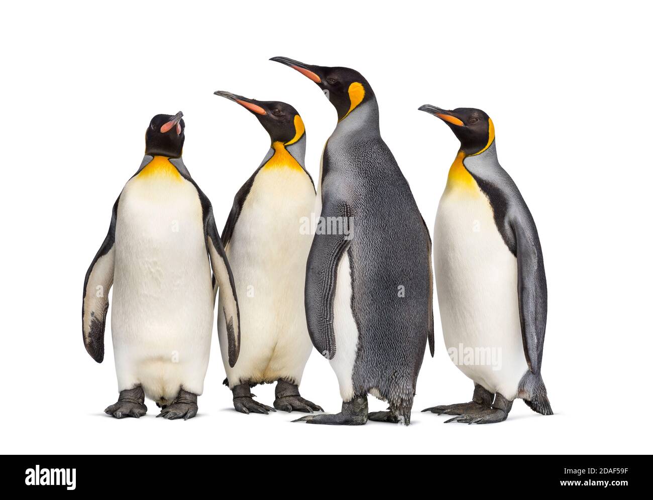 Colony of king penguins together, isolated on white Stock Photo - Alamy