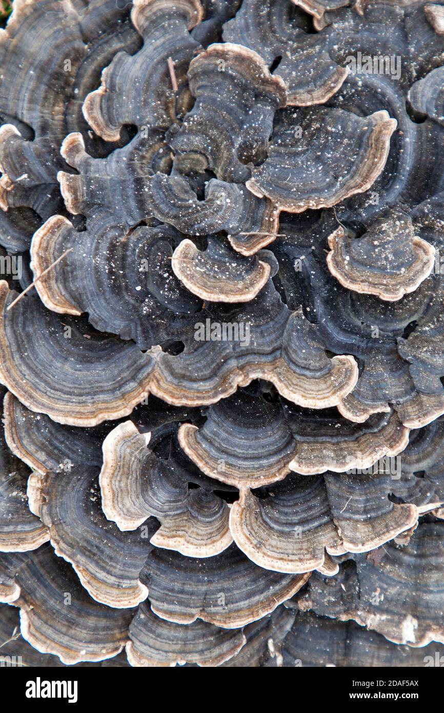 Trametes versicolor aka Coriolus versicolor and Polyporus versicolor ...