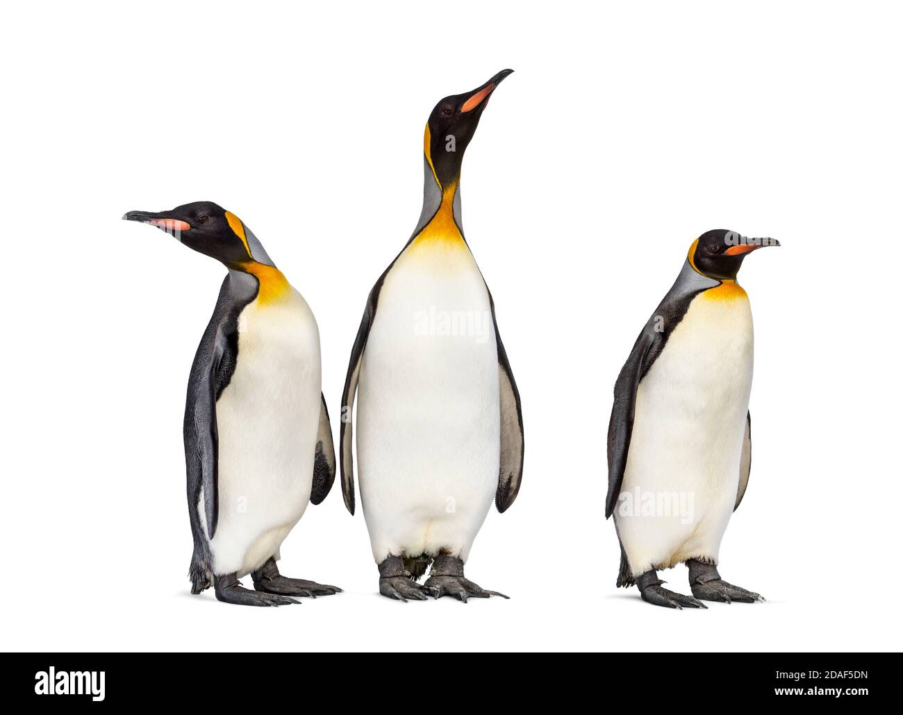 Group of King penguin standing together, isolated on white Stock Photo ...