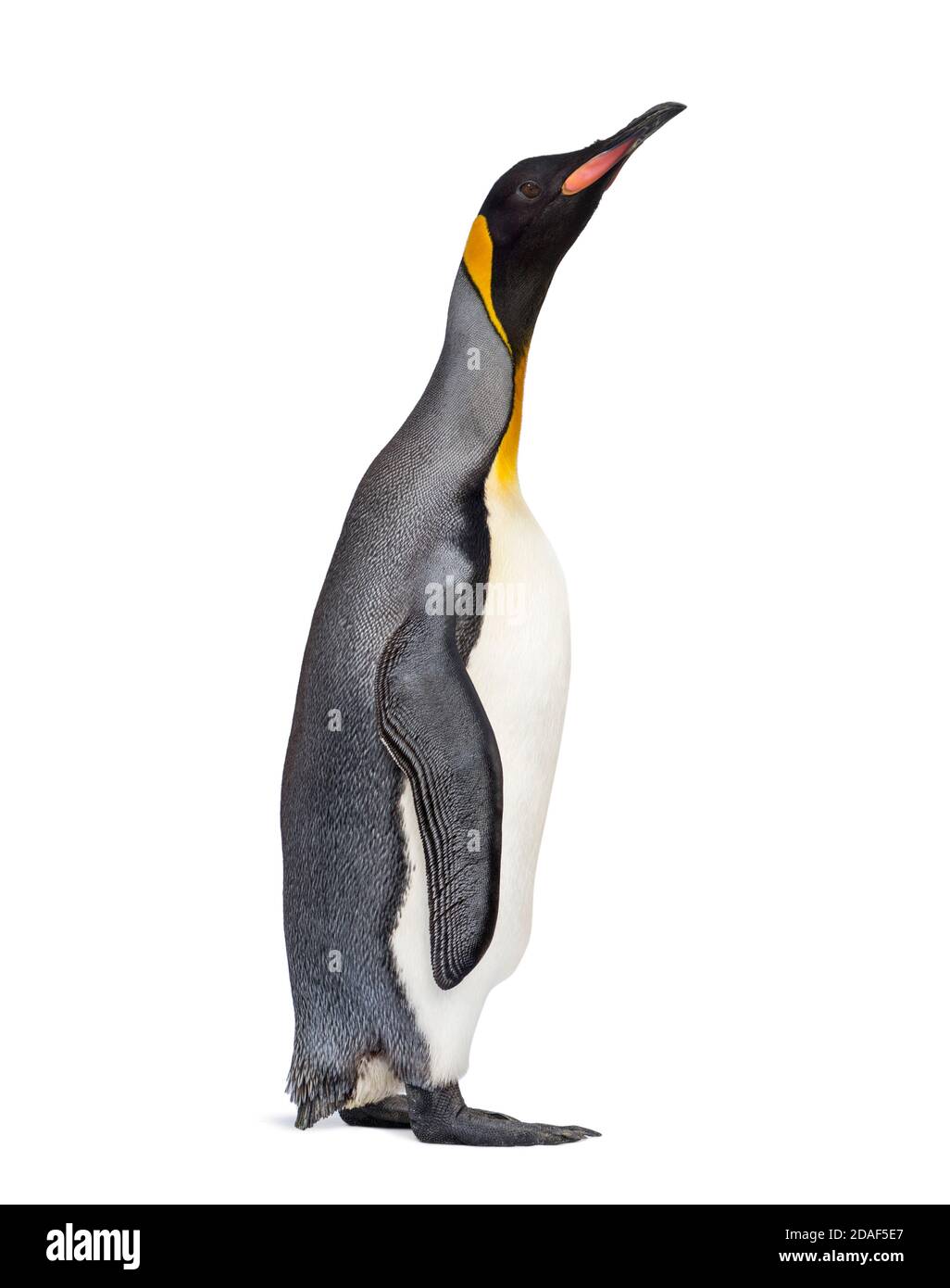 Side view of a King penguin isolated on white Stock Photo - Alamy