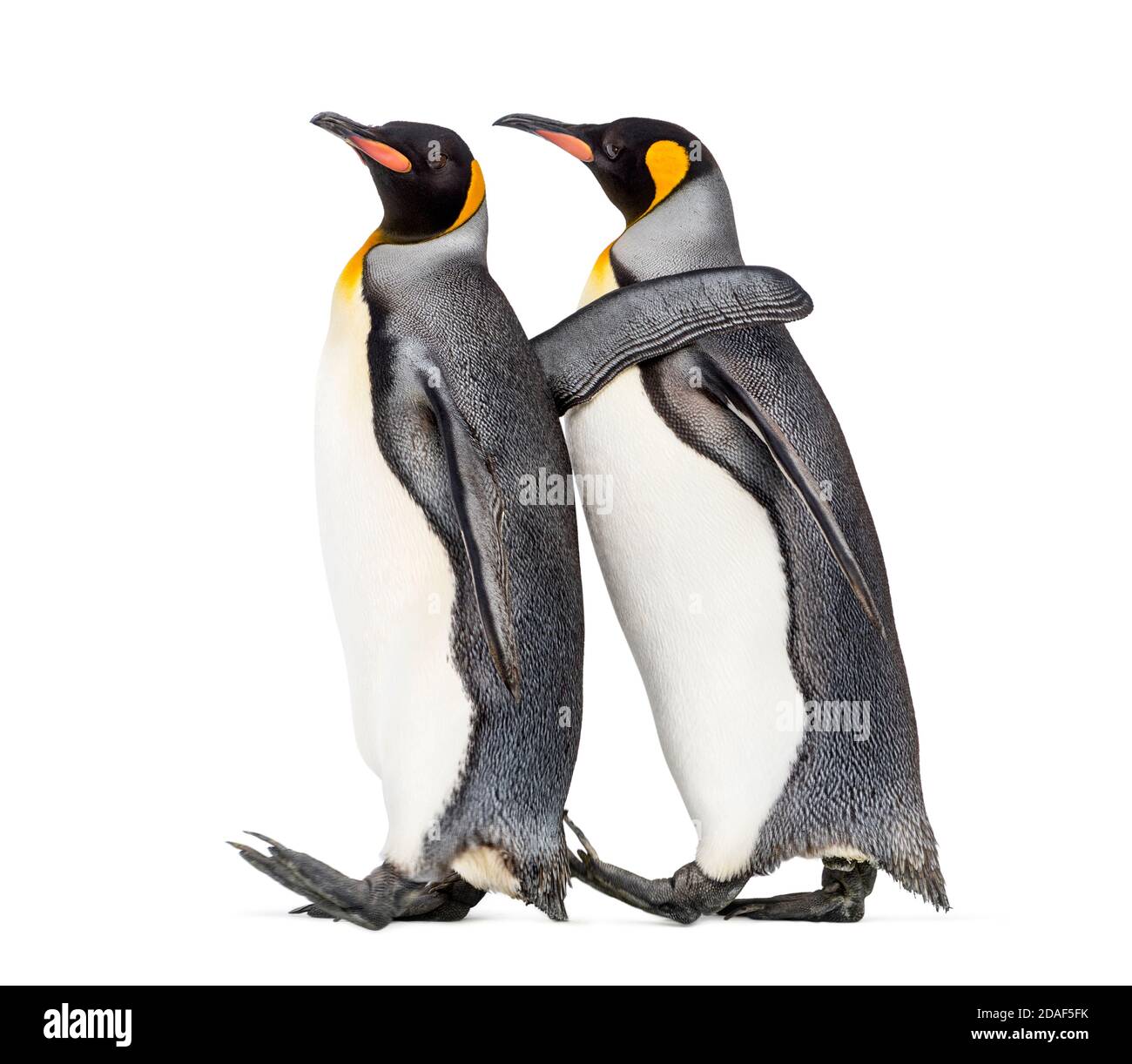2 Penguins Walking Together