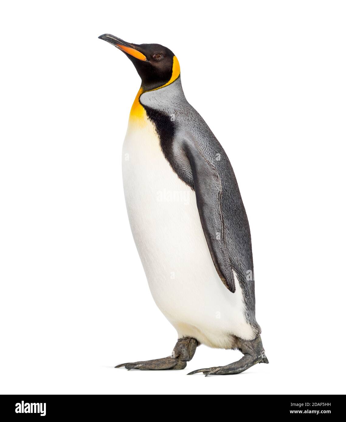 Penguin side profile Cut Out Stock Images & Pictures - Alamy