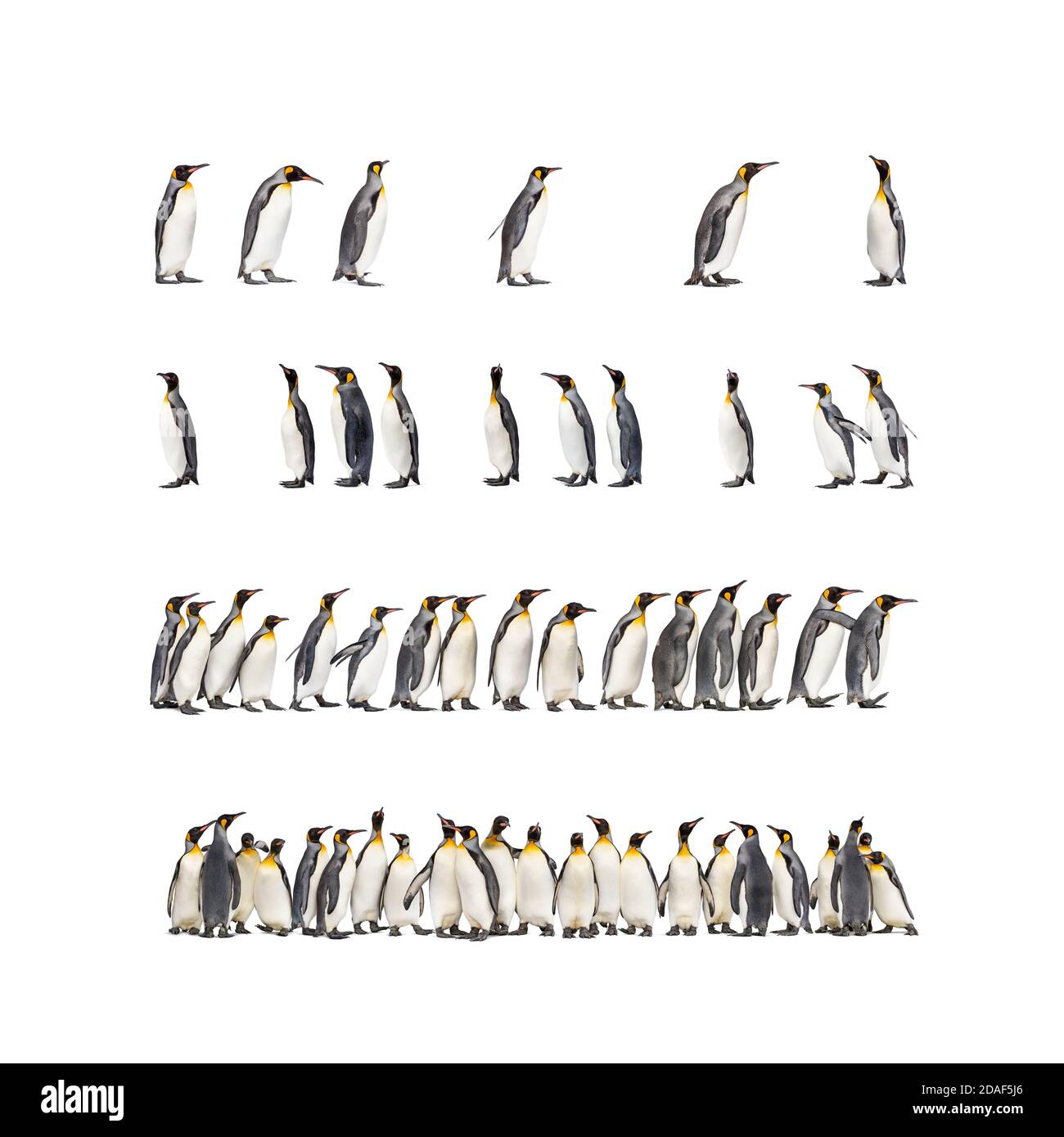 Colony of many king penguins together, isolated on white Stock Photo ...