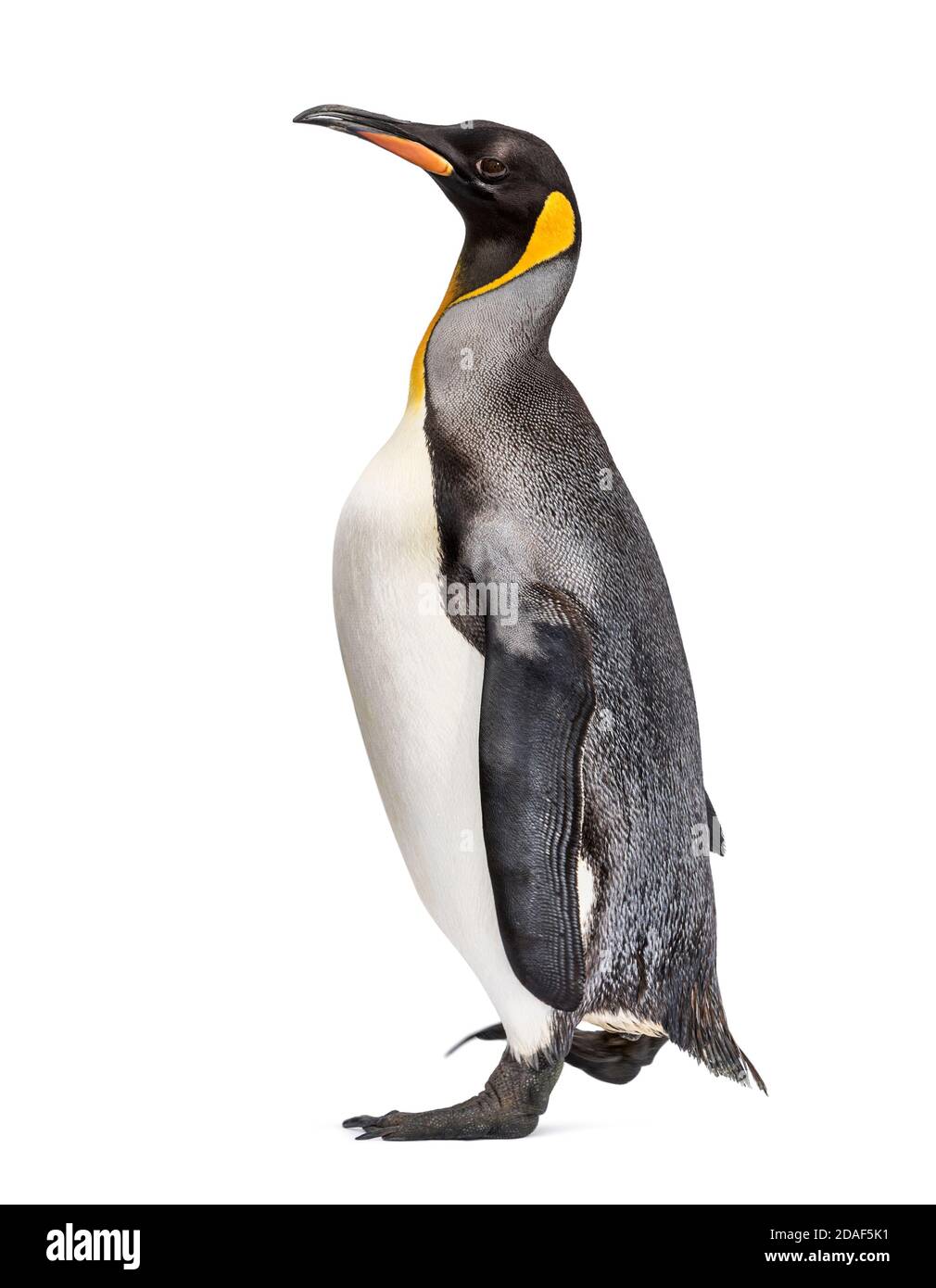 Side view of a King penguin running isolated on white Stock Photo - Alamy