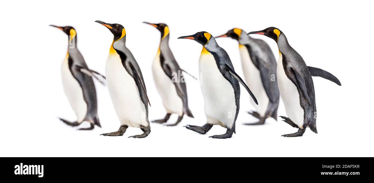 Colony of king penguins together, isolated on white Stock Photo - Alamy