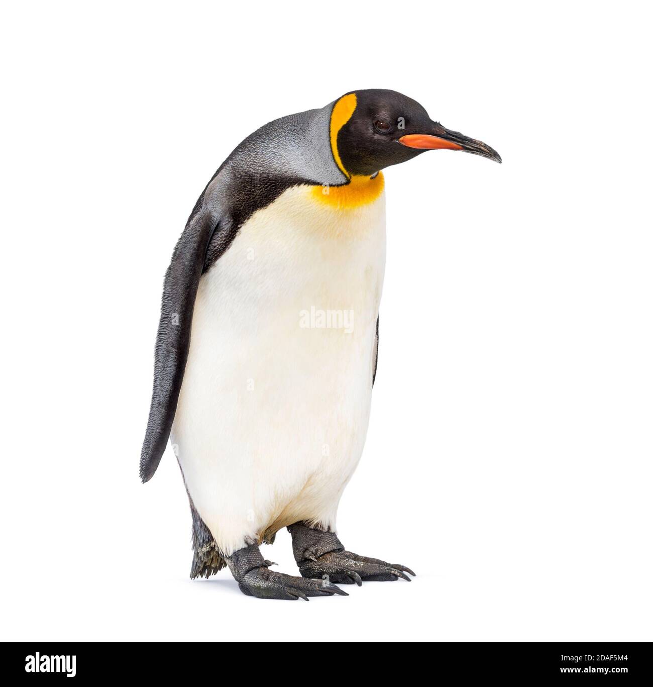 standing King penguin looking down isolated Stock Photo - Alamy