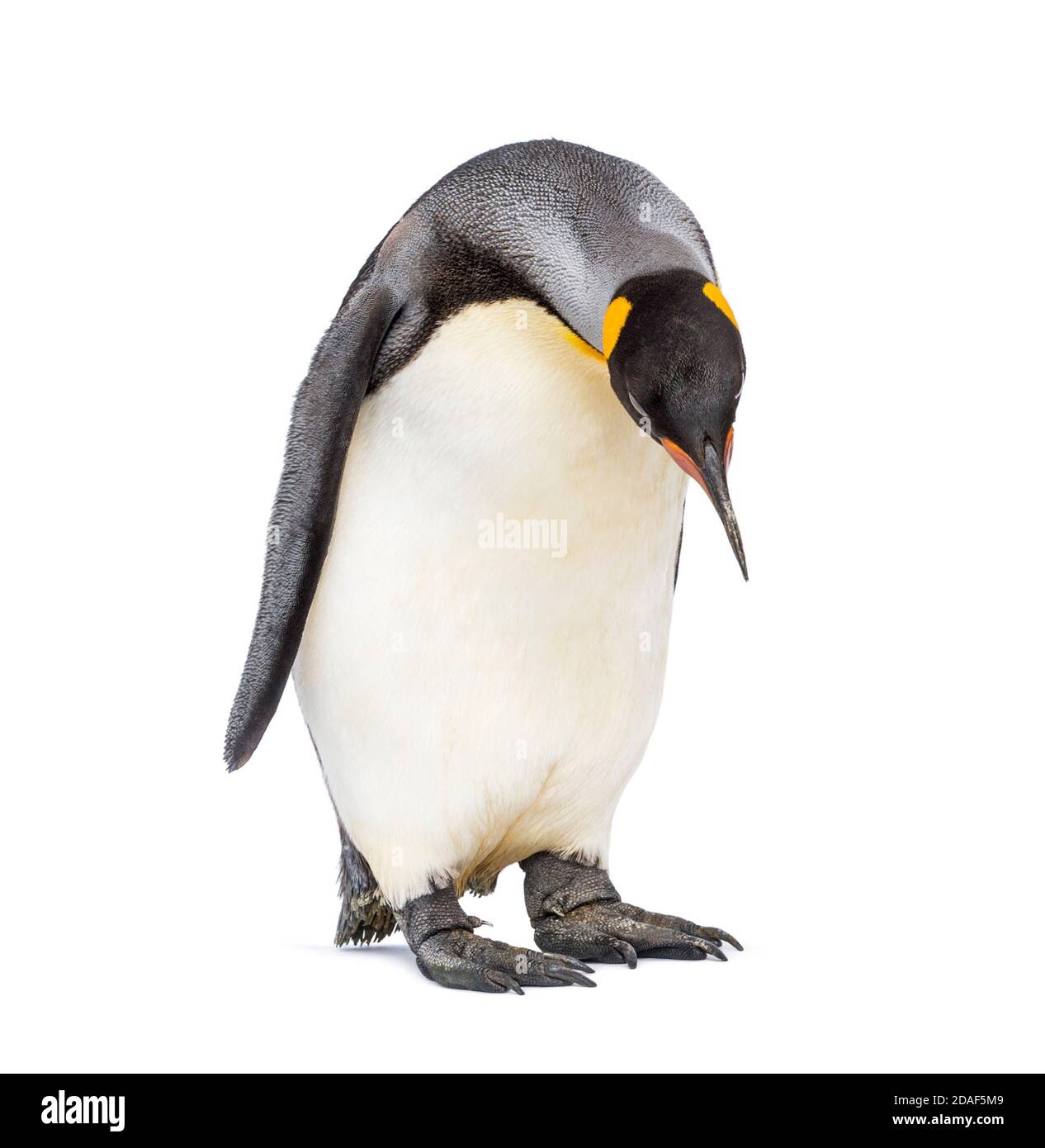 standing King penguin looking down isolated Stock Photo - Alamy