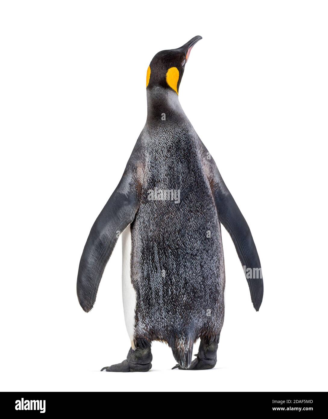 Rear view of penguin hi-res stock photography and images - Alamy