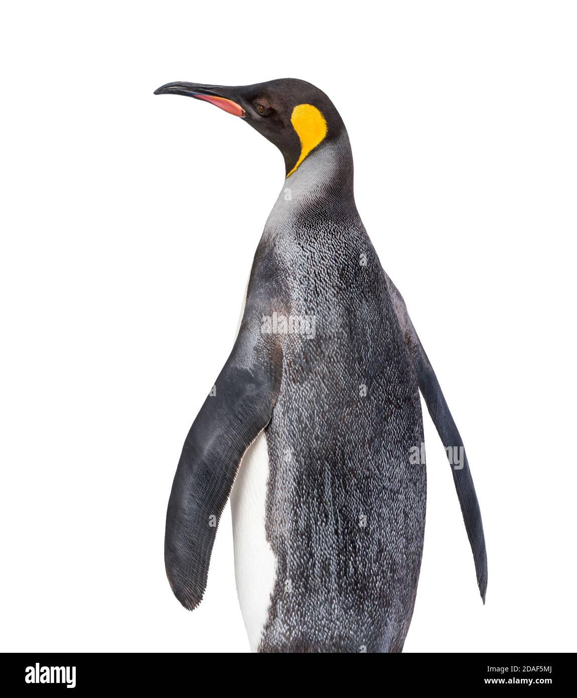 Back view of a King penguin looking up isolated Stock Photo - Alamy