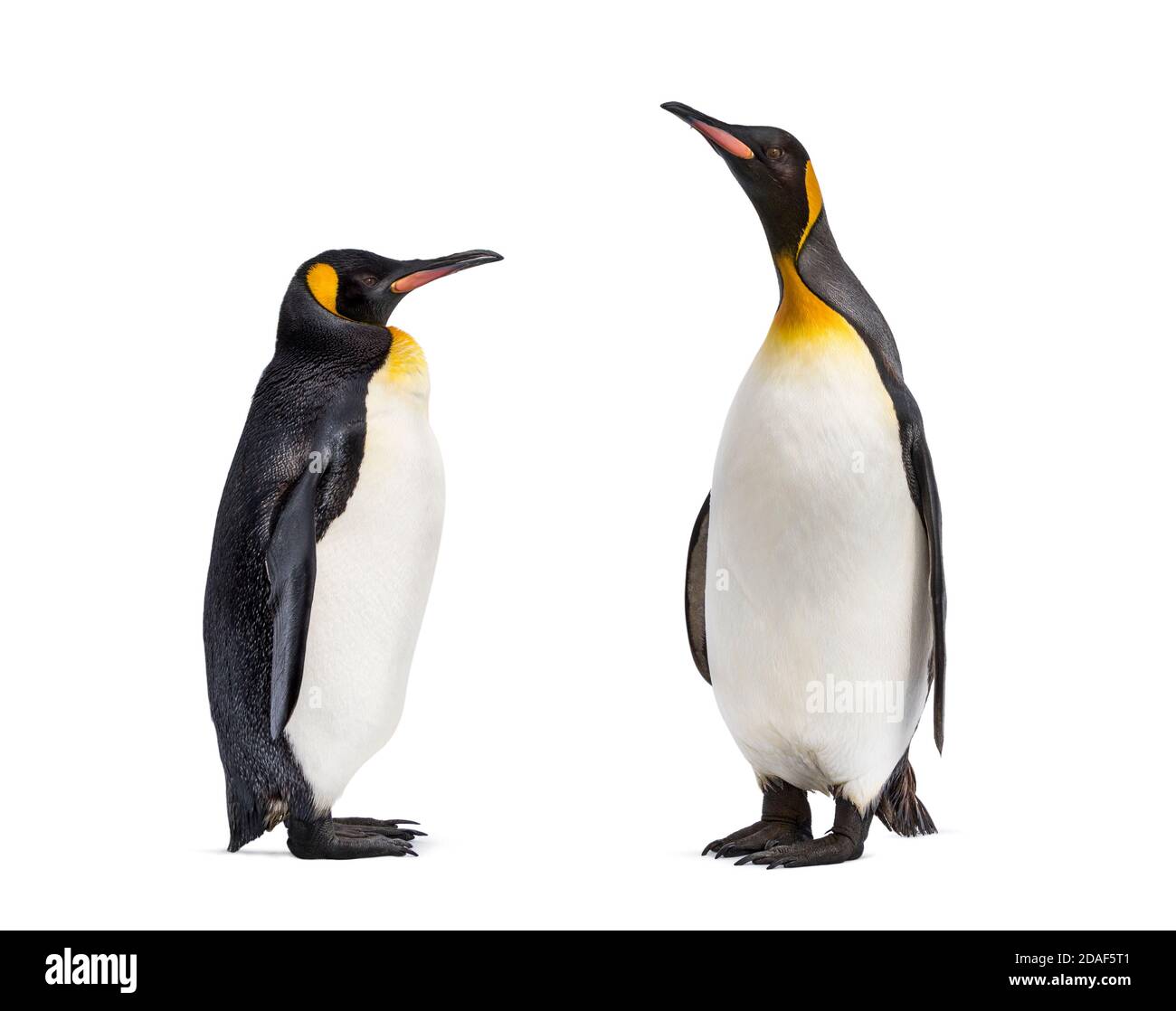 Two King penguin facing each other, isolated on white Stock Photo - Alamy