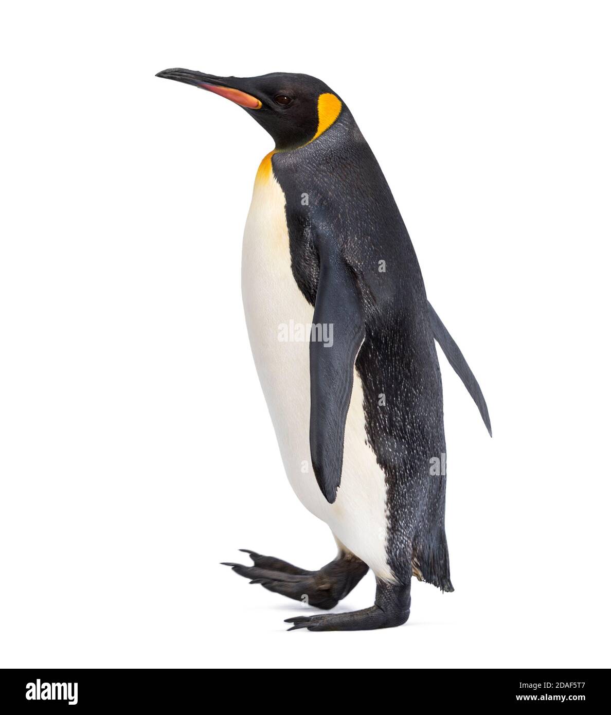 Side view of a King penguin walking, isolated on white Stock Photo - Alamy
