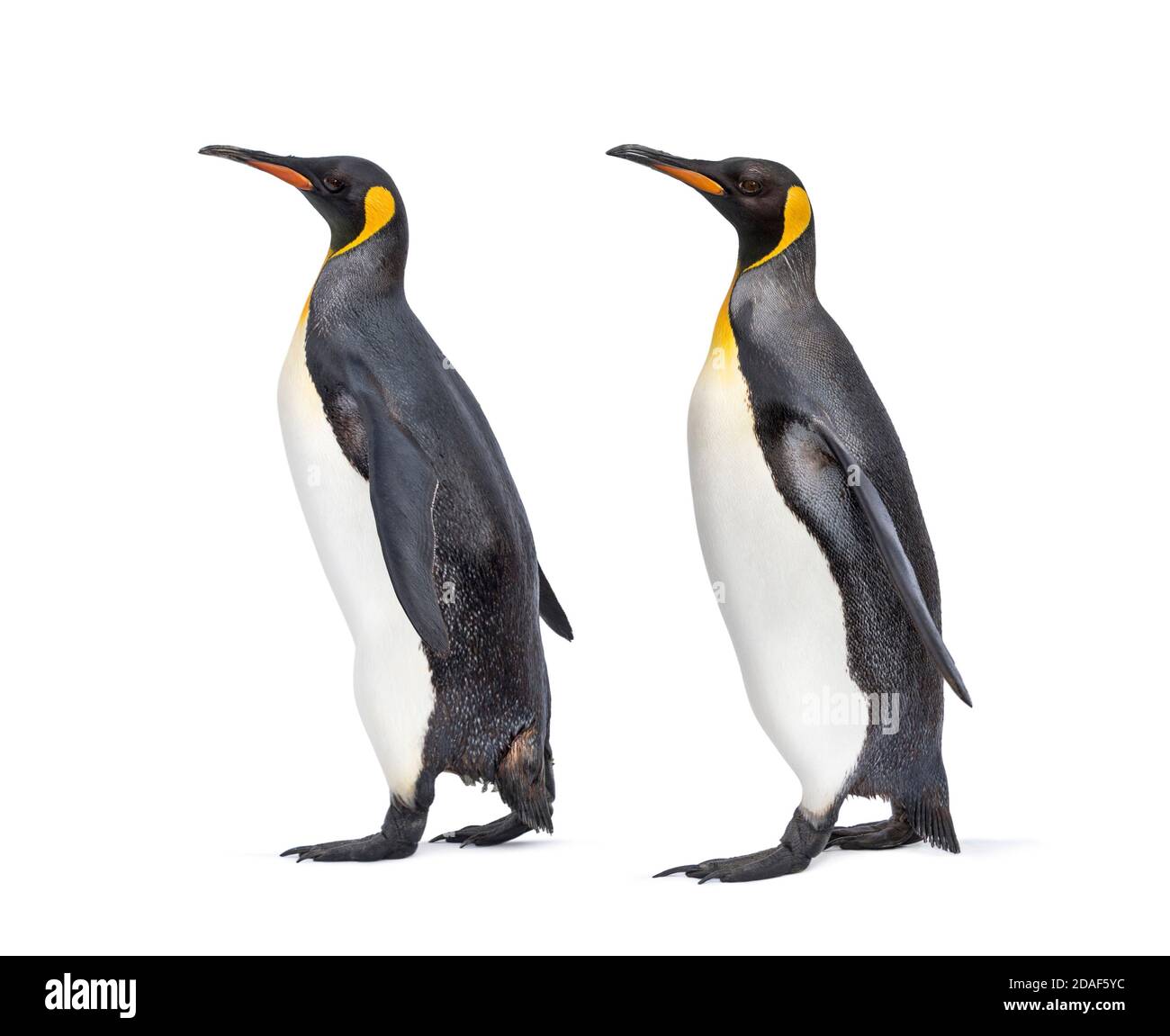 side view of Two King penguin walking together, isolated Stock Photo ...