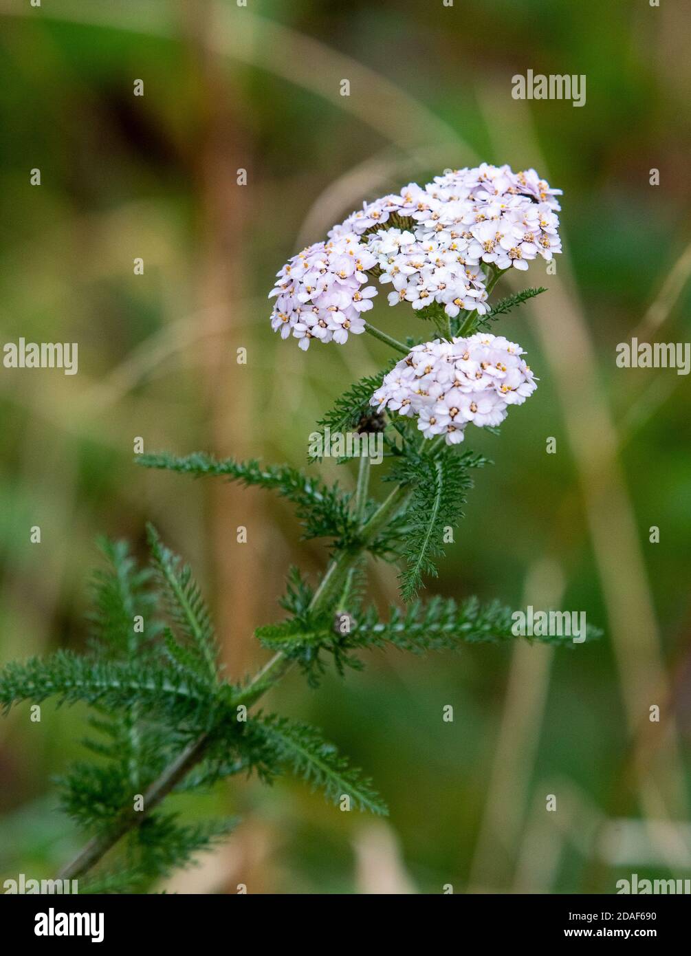 Common yarrow, Chipping, Preston, Lancashire. UK Stock Photo - Alamy