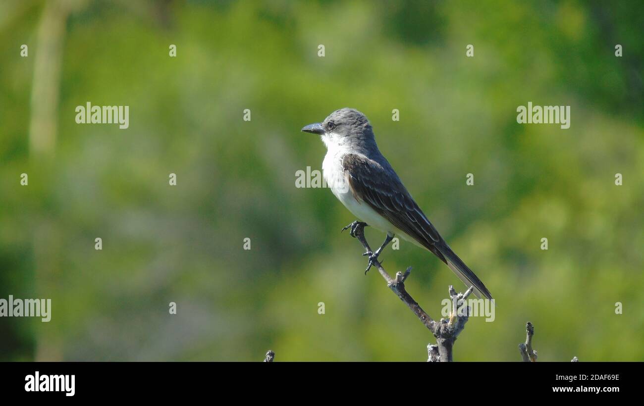 Pitirre hi-res stock photography and images - Alamy