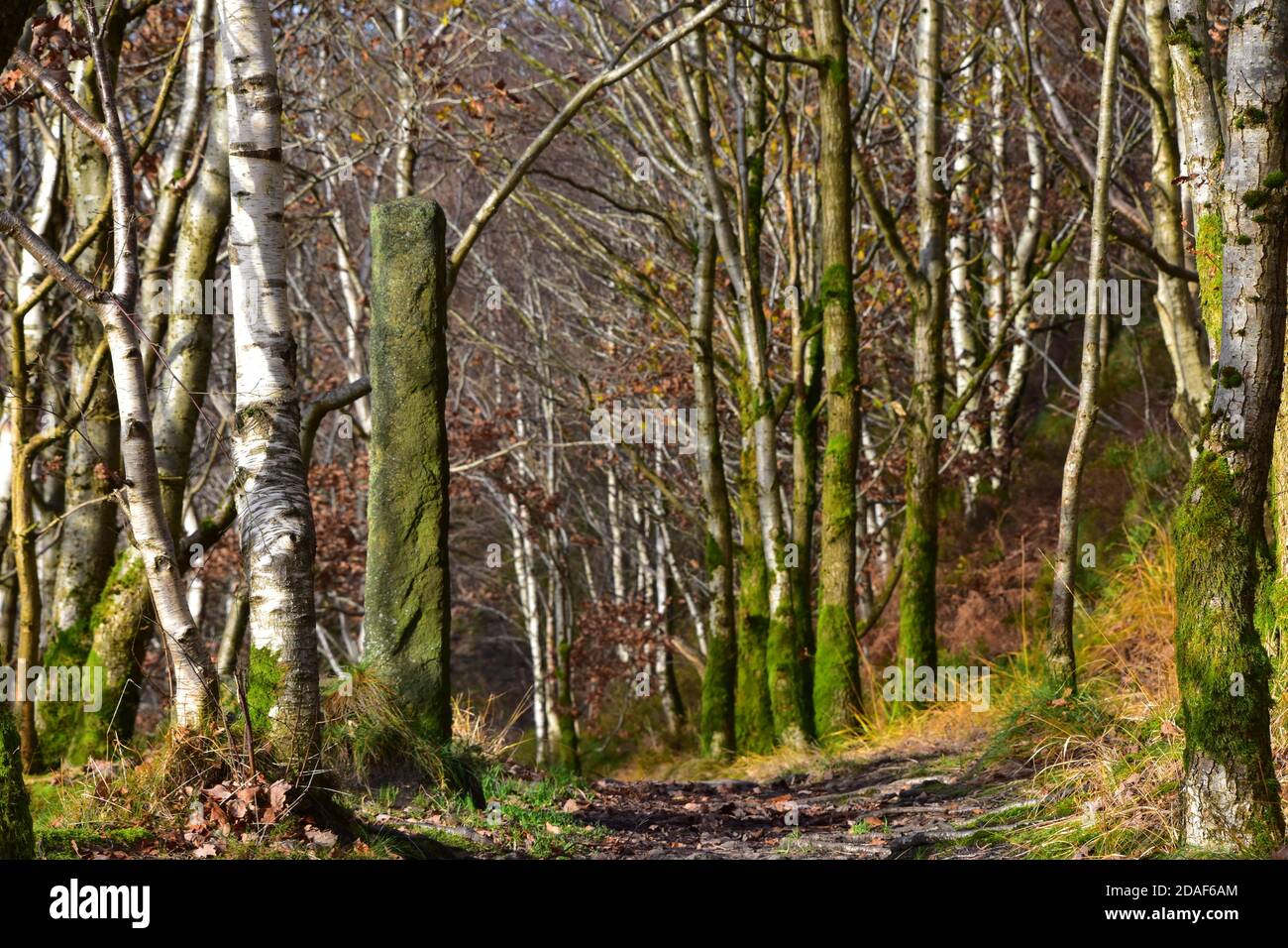 Autumn Trees, Eaves Wood, Hebden Bridge, Calderdale, West Yorkshire ...